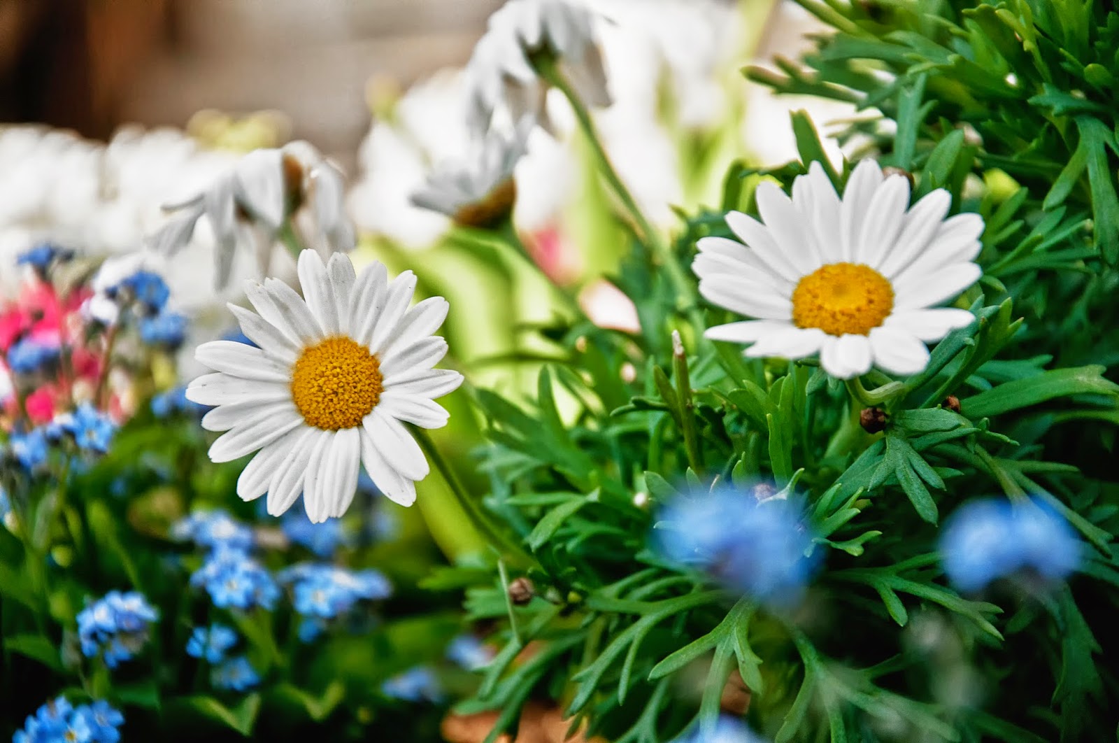 Torino In My eyes: Spring Flowers 2015 Daisy