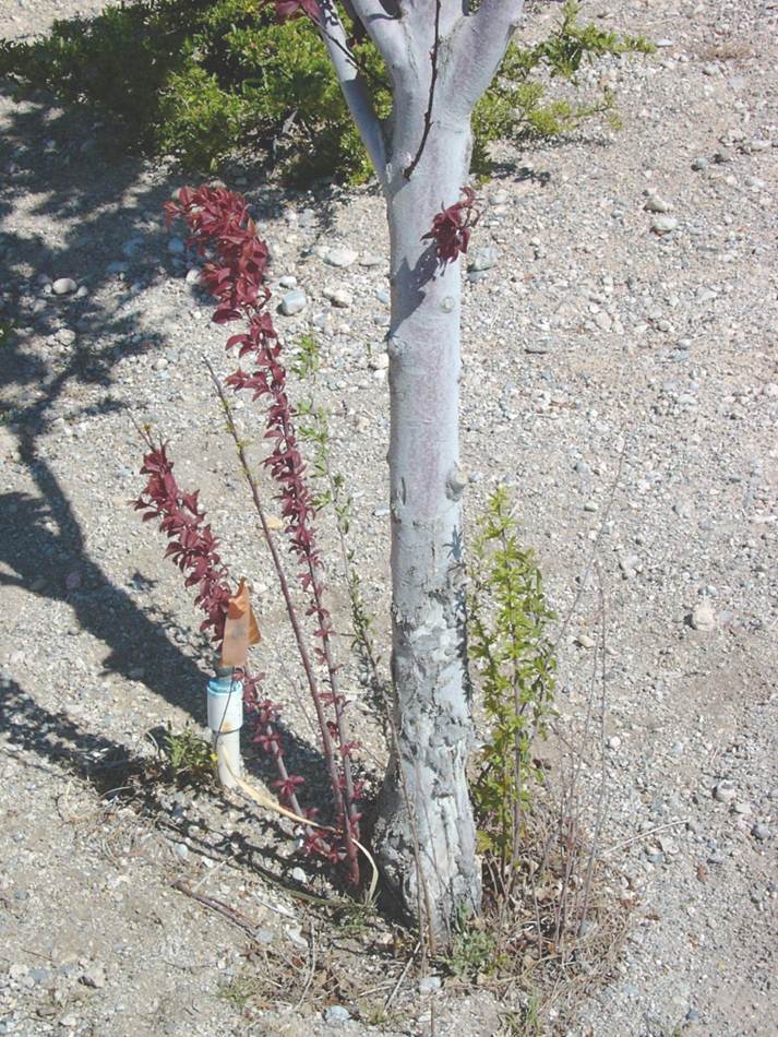 Xtremehorticulture of the Desert: Suckers from a Removed Peach Tree ...