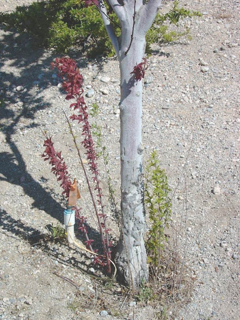 Xtremehorticulture of the Desert: Suckers from a Removed Peach Tree ...