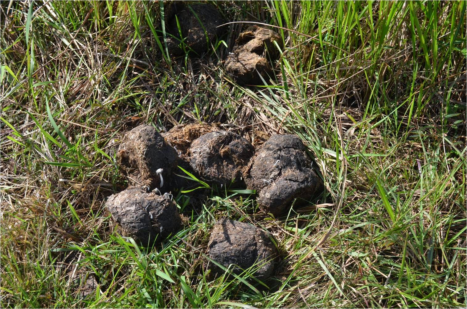 Dr Mat: May be not many interested on elephant dung. BUT they play ...