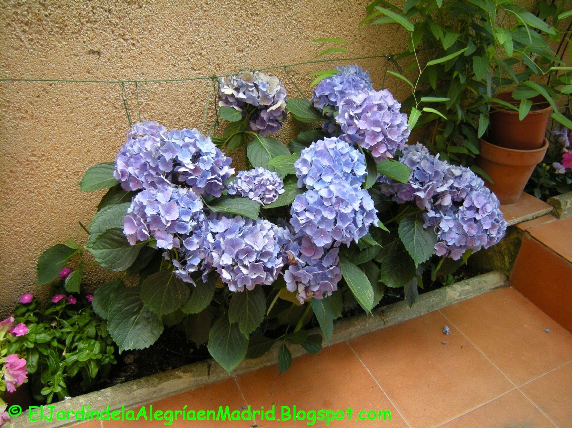 El jardín de la alegría : Qué hacer para que las hortensias sean azules ...