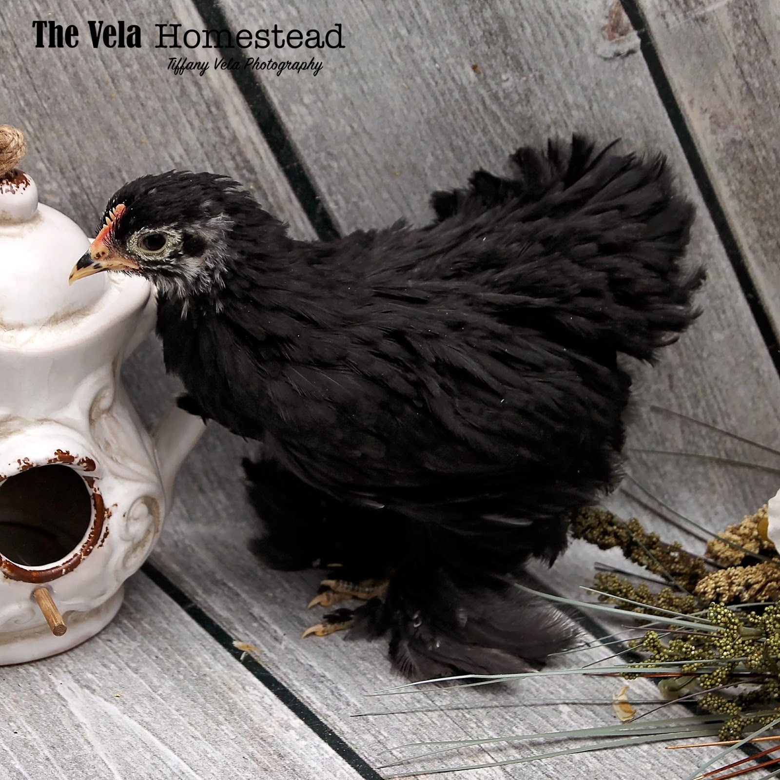 Chickens 5 weeks old! | The Vela Homestead