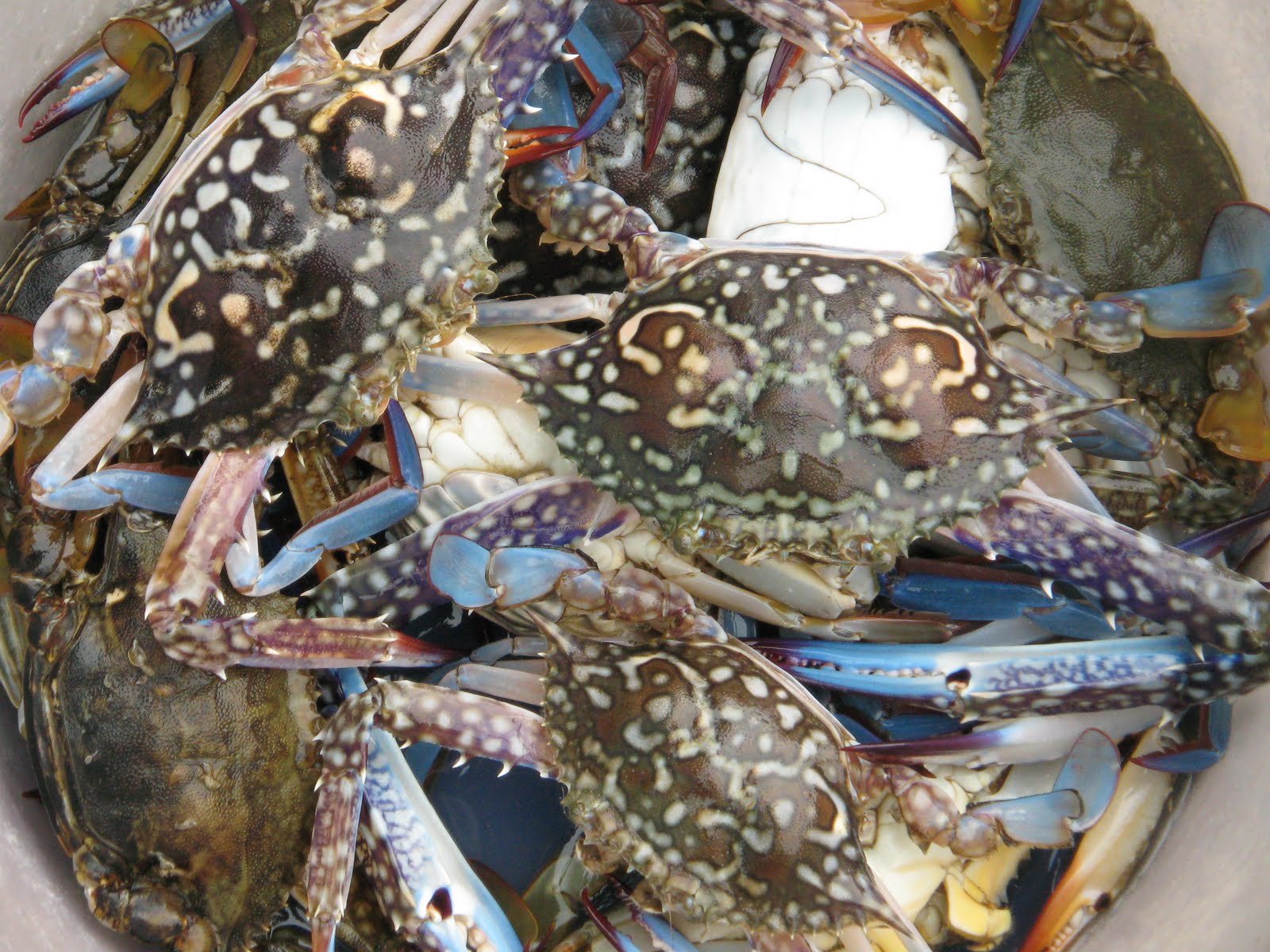 bucaio: Isdang Cavite