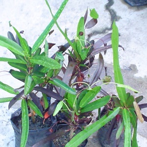 Tanaman Puring (Codiaeum variegatum) - Ganesha Flora Bali