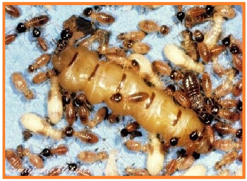 BIOLOGI GONZAGA: ARCHIPTERA INSECTA