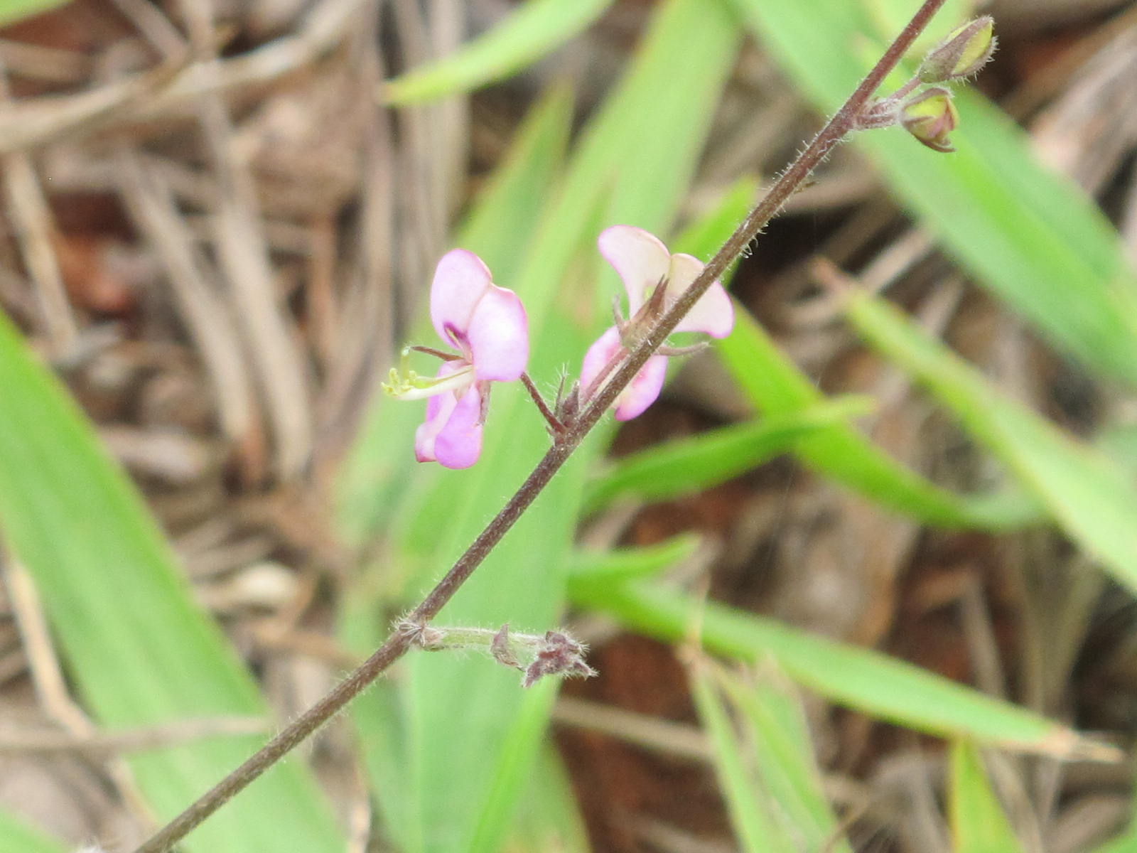Fabaceae - Leguminosae no Brasil: Fabaceae - Desmodium scorpiurus (Sw ...