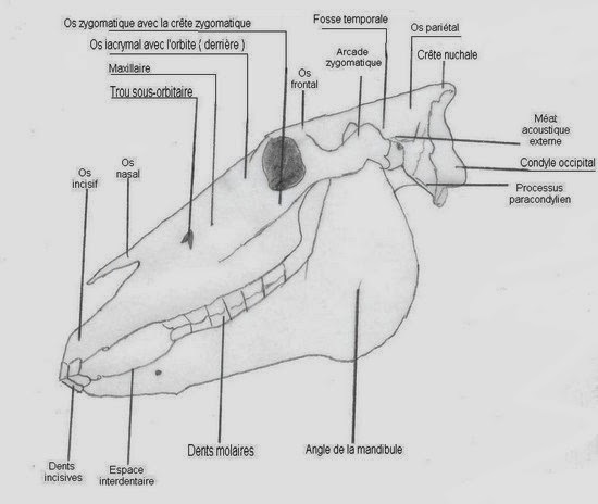 A LECUYER Ostéopathe Equin et Humain: Croissance du jeune cheval