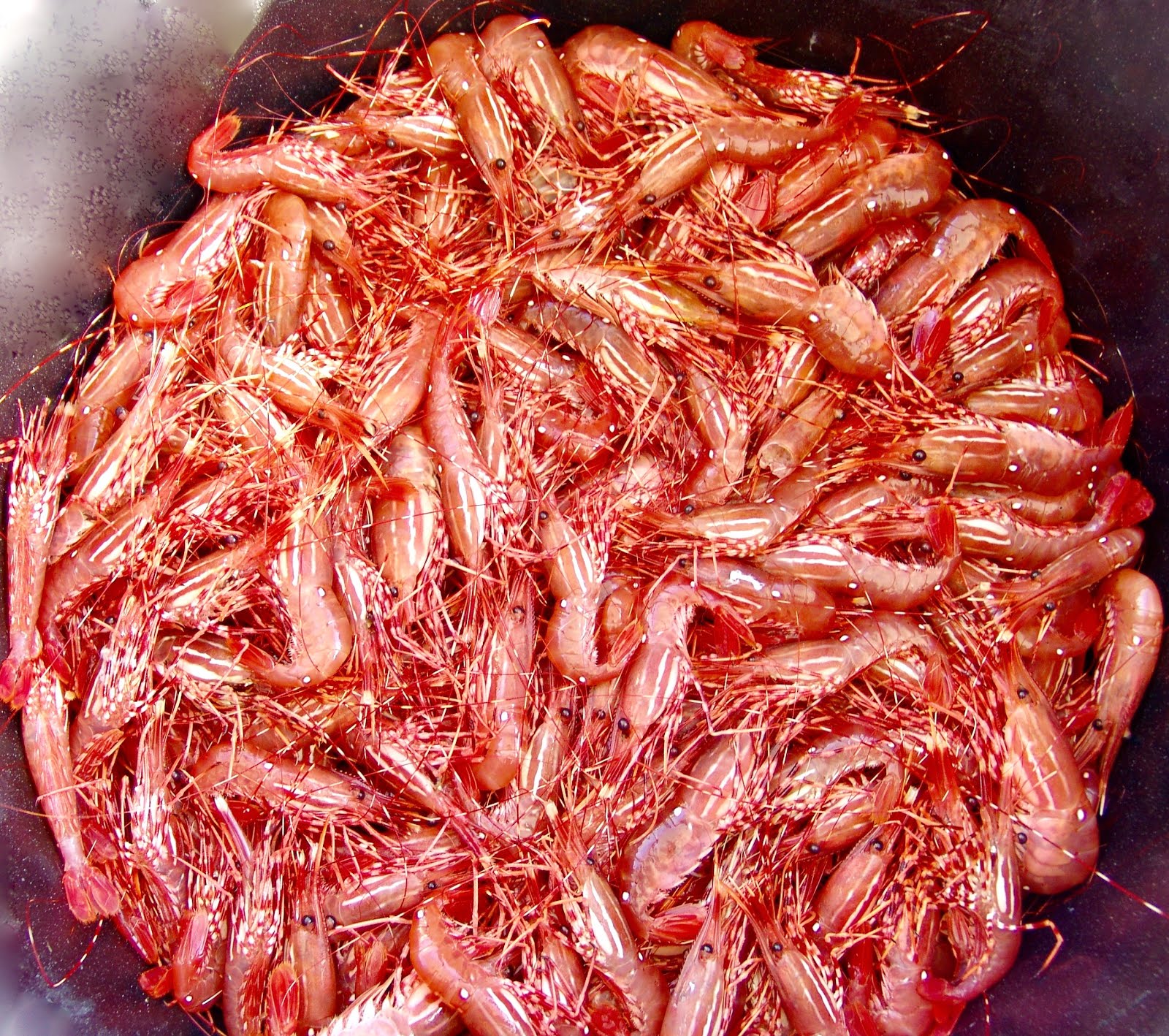 SITKAVORES: SHRIMP