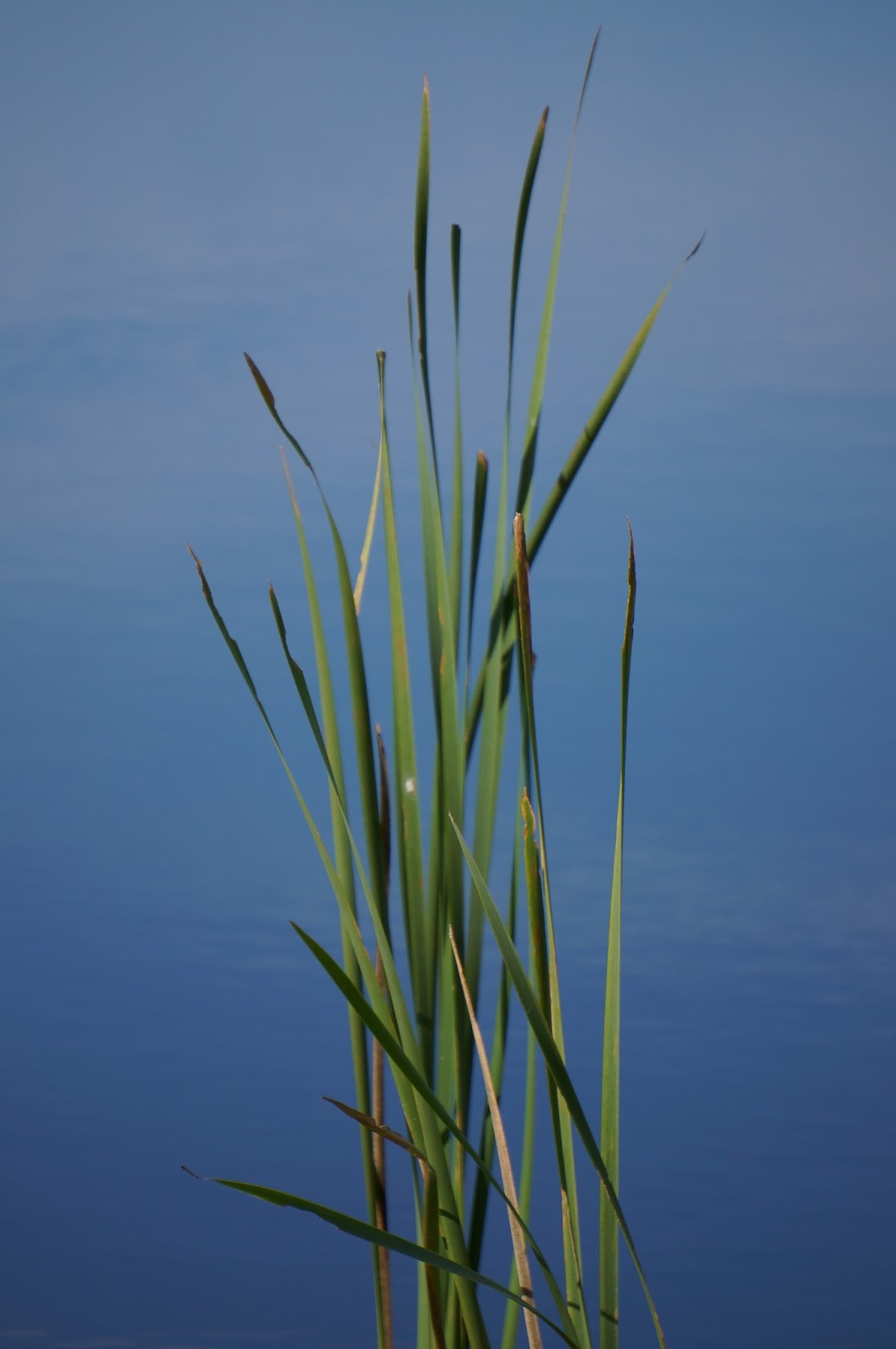 Robbin Neff Photography