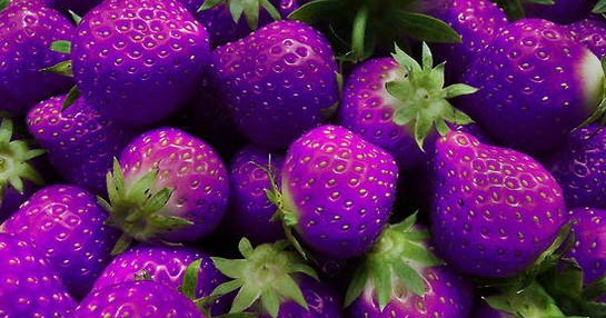 Bibit Purple Wonder/ Strawberry Ungu - Benih Tanaman Agrobis untuk ...