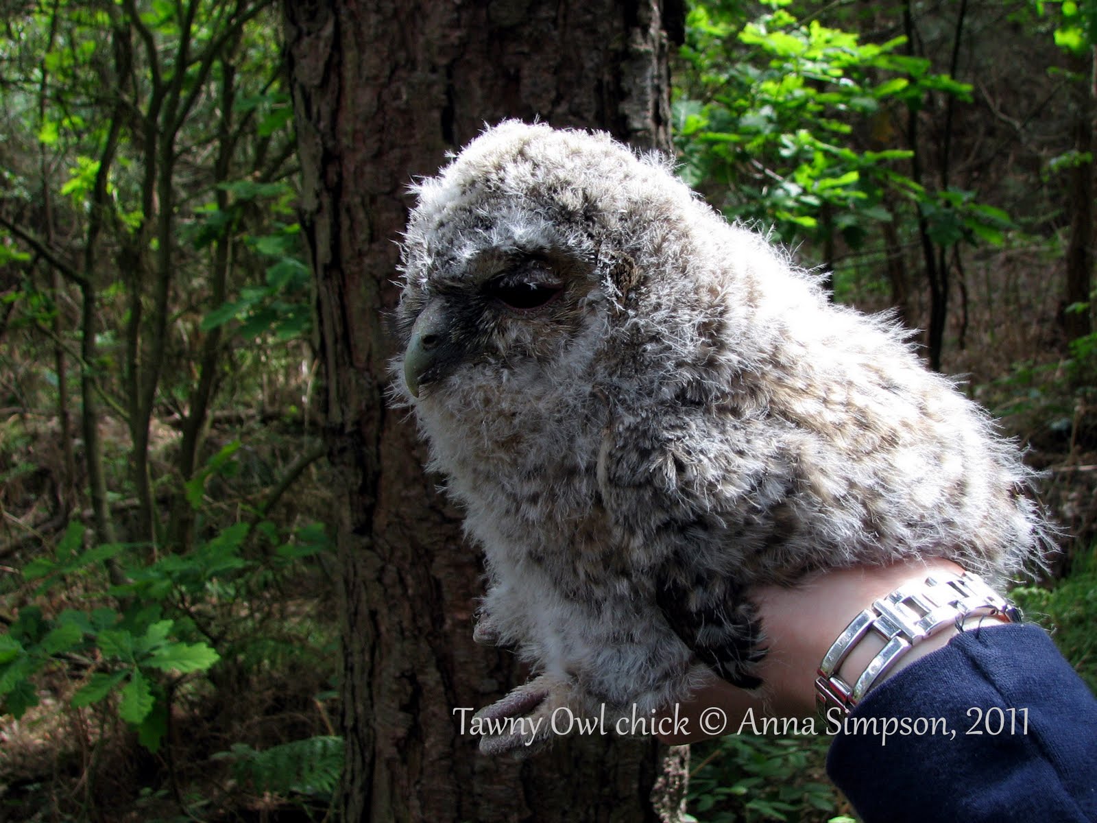 Natural Wonders: Blog is back.