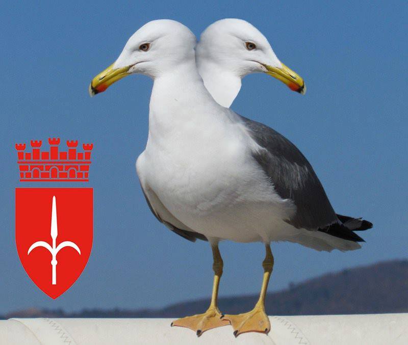 Monon Behavior: Trieste, la città dei cocai