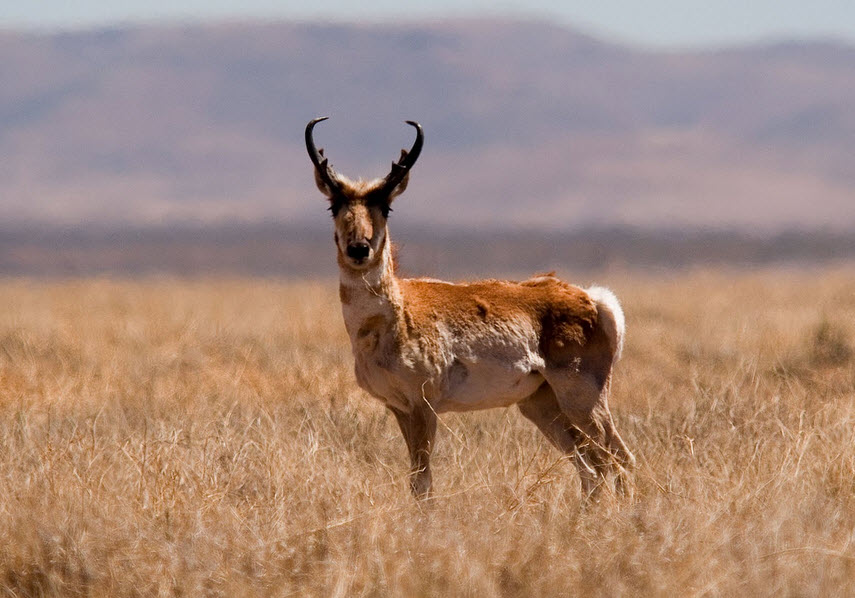 Pronghorn | The Biggest Animals Kingdom