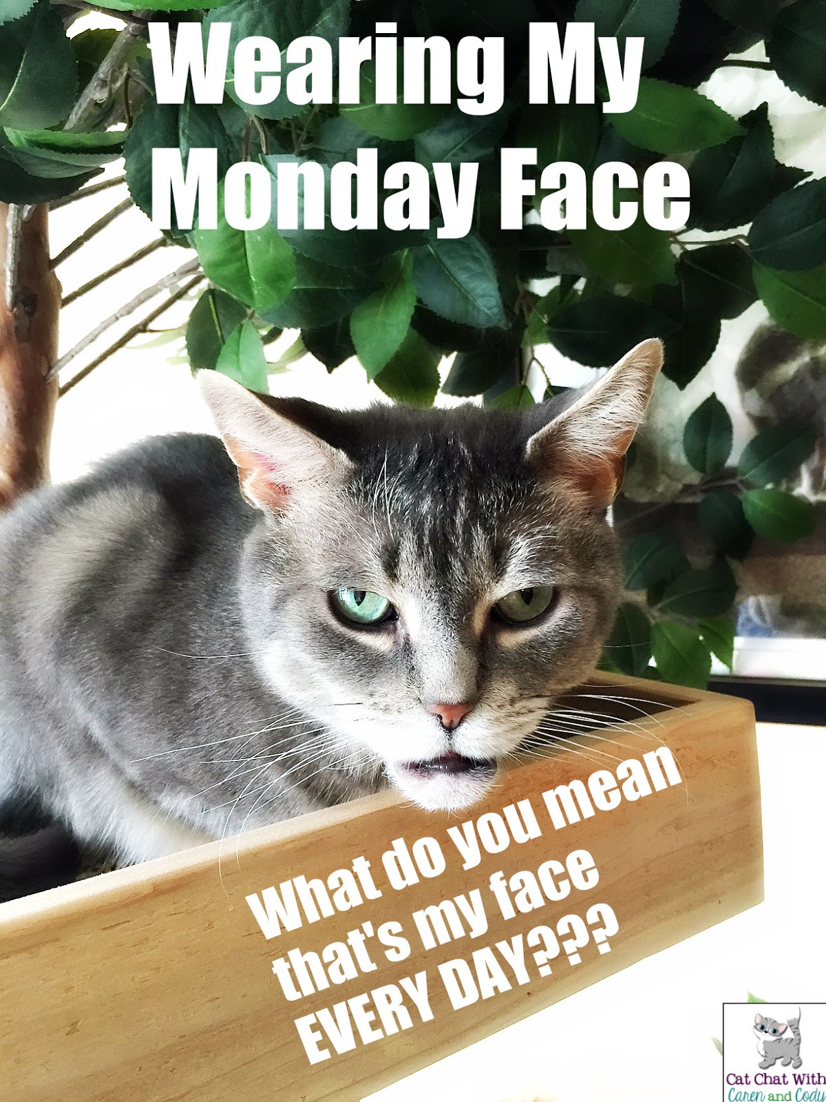Happy Monday Cat Meme