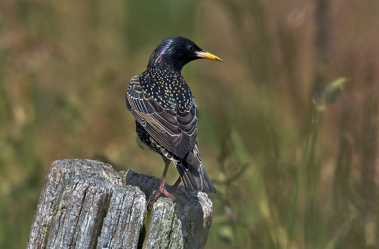 Jozef van der Heijden - Natuurfotografie: Spreeuw op een paal bij de ...