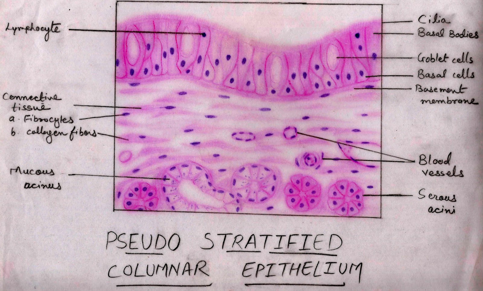 Epithelial Tissue Diagram Labeled