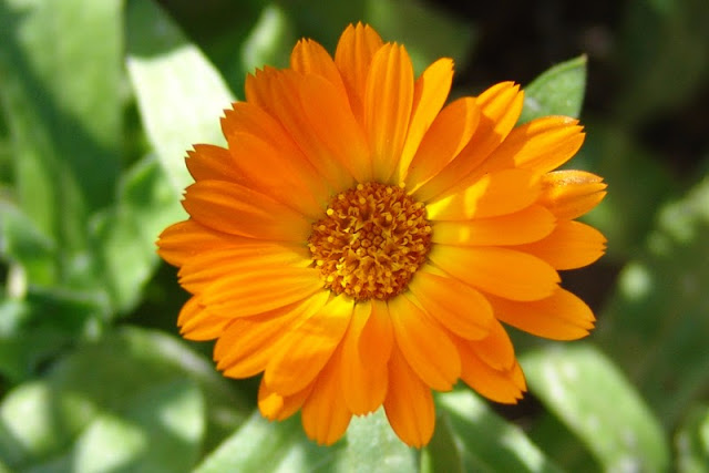 Καλέντουλα-Καλεντούλα-Calendula officinalis | ΒΟΤΑΝΟΛΟΓΙΑ - Greek Wills