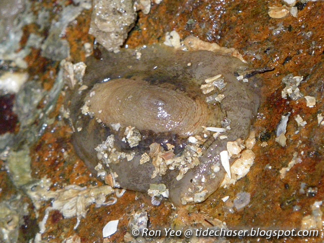 tHE tiDE cHAsER: Limpets of Singapore