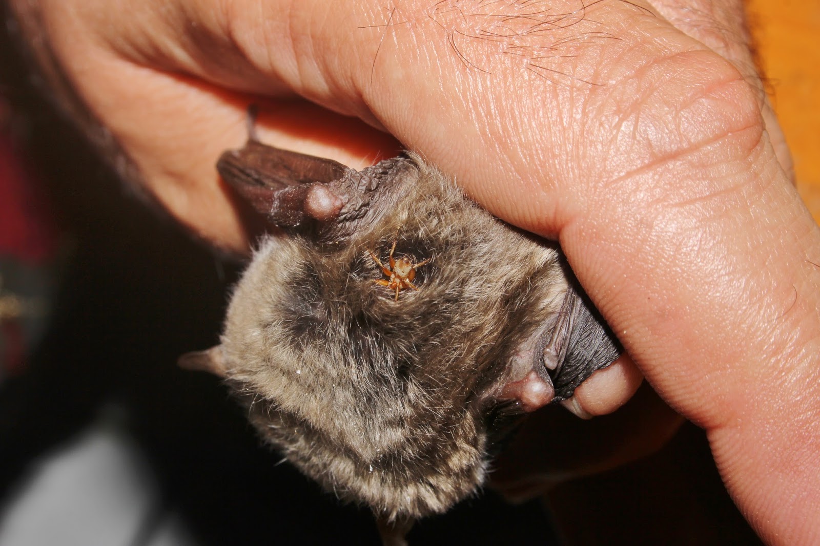 Biodiversity of Cyprus by NGO Protection of the Natural Heritage and ...