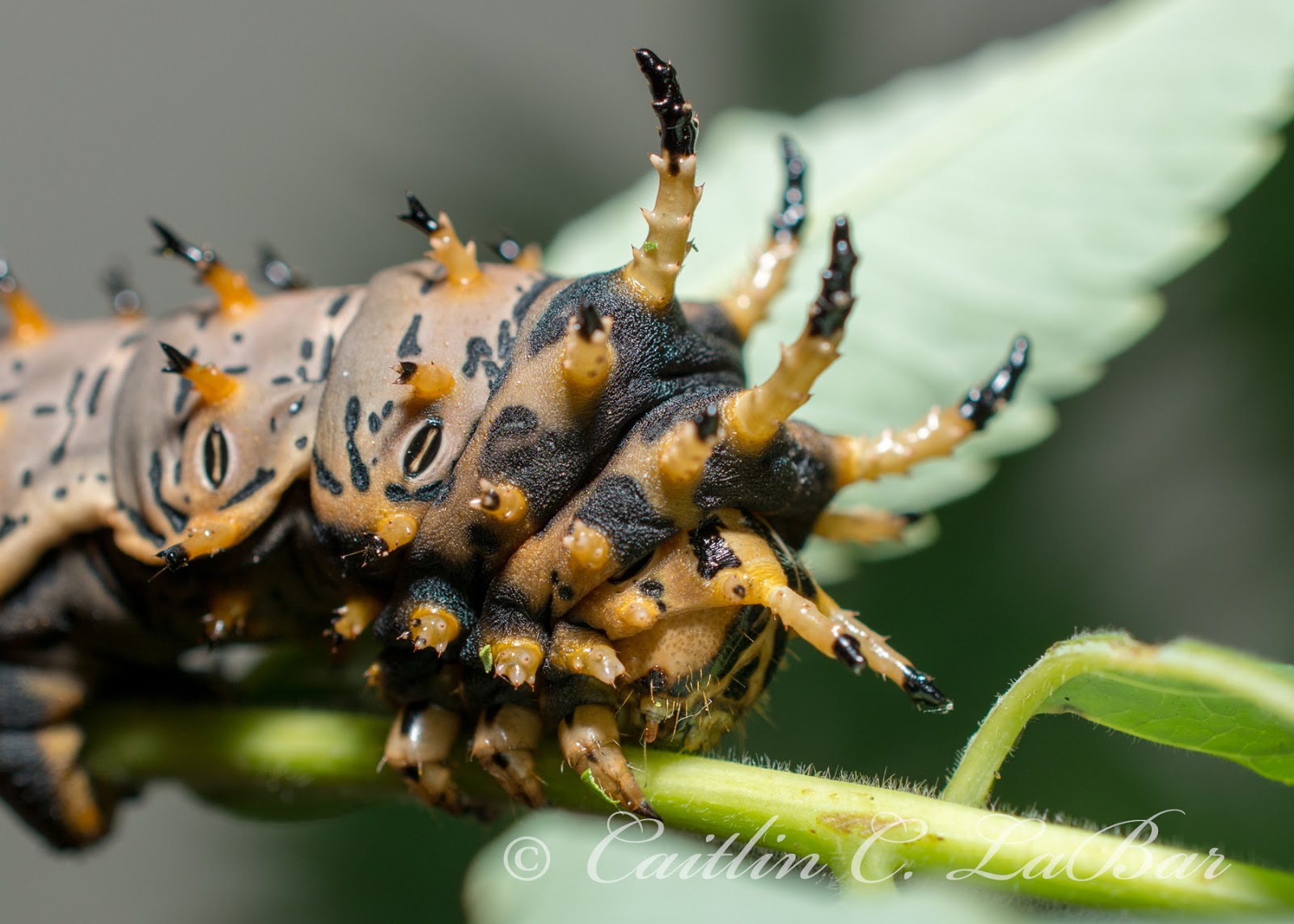 Northwest Butterflies: Citheronia splendens...Splendid Royal Moth