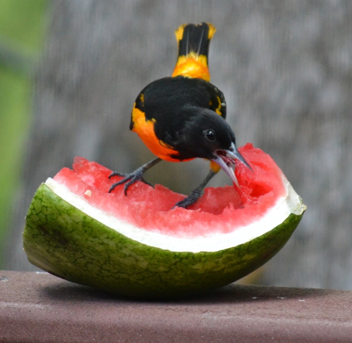 Along Slap Out Gully: Backyard birds: Flashy Orioles like watermelon