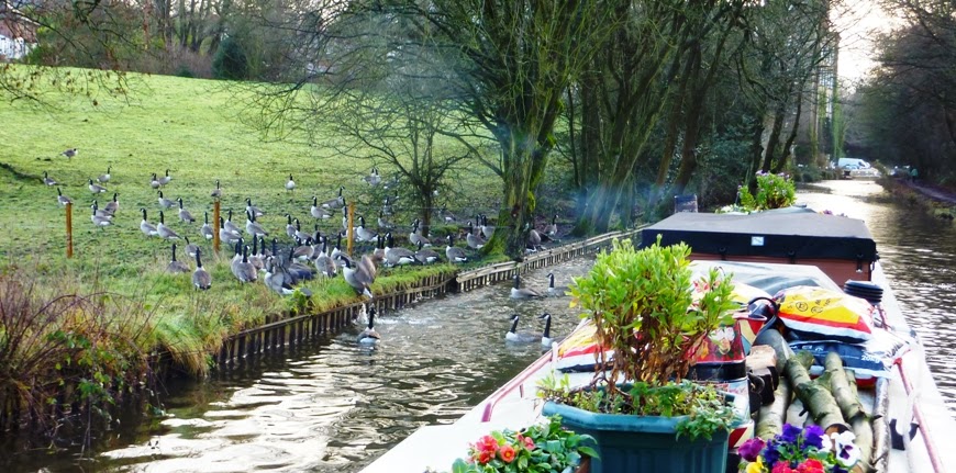 Becoming Listless: Macclesfield Canal. Whitley Green to Bosley Locks.