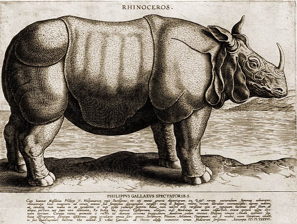 artbouillon: Dürer's Rhinoceros: Art, Exotica, and Empire