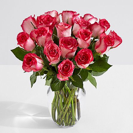 18 Pink Pearl Roses - ProFlowers