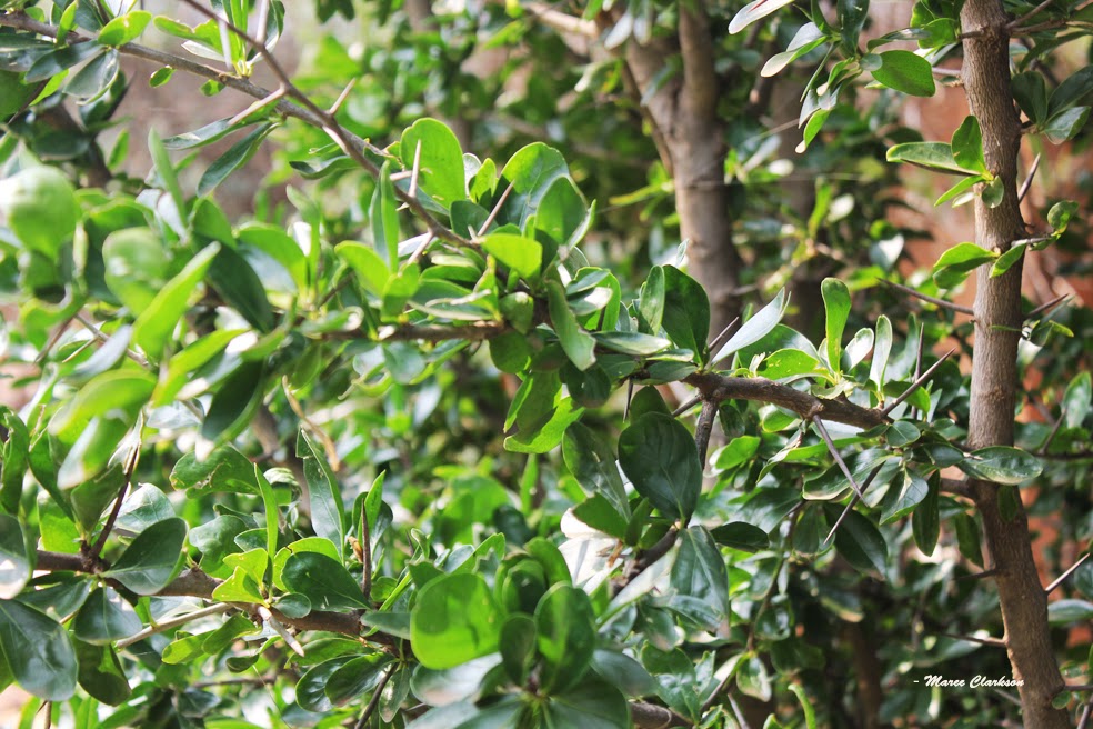 Hedgie's Nature Journal : Food from trees - The Kei Apple