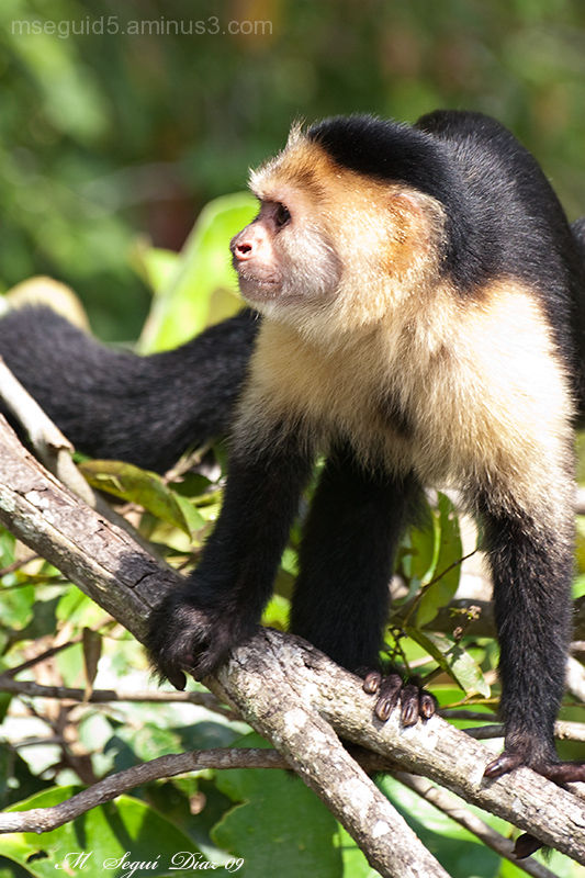 animales en peligro de extincion