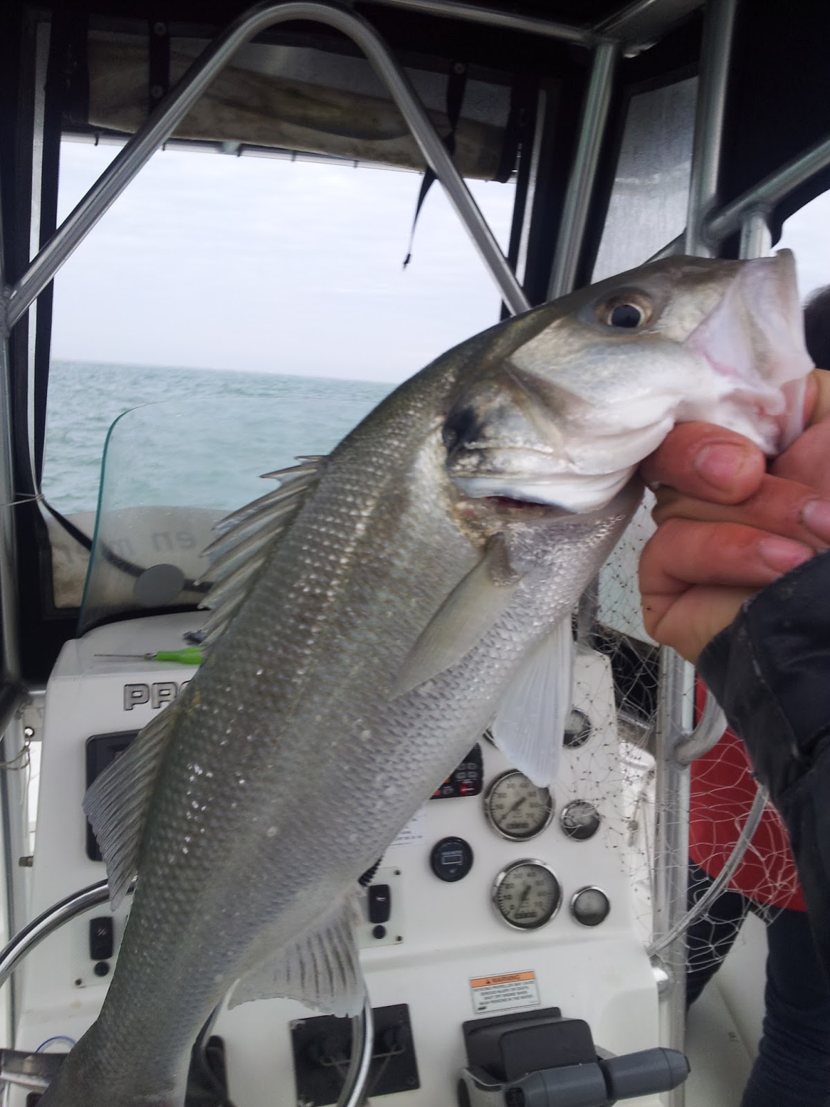 Masta'Fish guide pêche Bassin d 'Arcachon