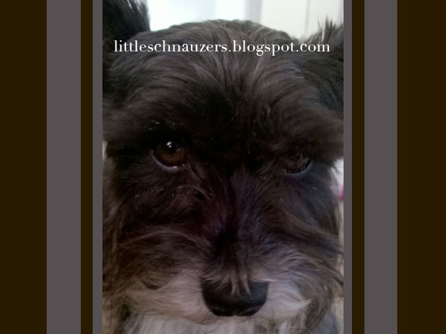 Schnauzer Paradise: Gallery