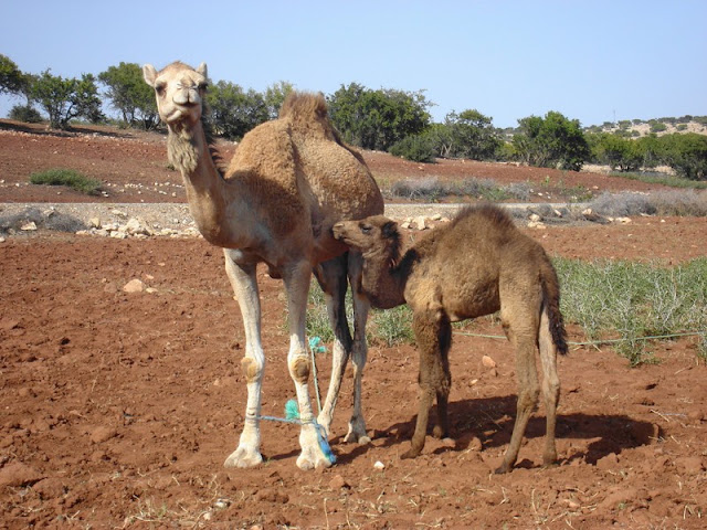 douars du maroc