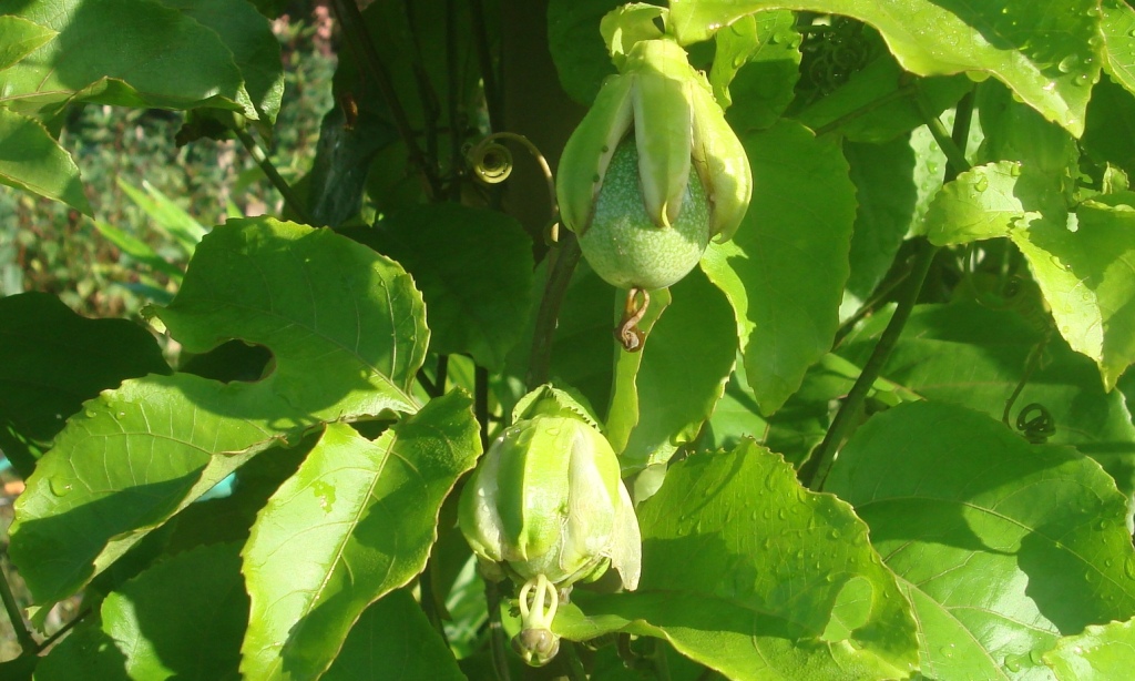 My little vegetable garden: Passion fruit / markisa update 3