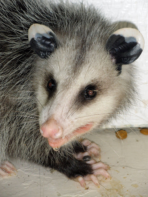 MARIETTE'S BACK TO BASICS: {Possum encounter...}