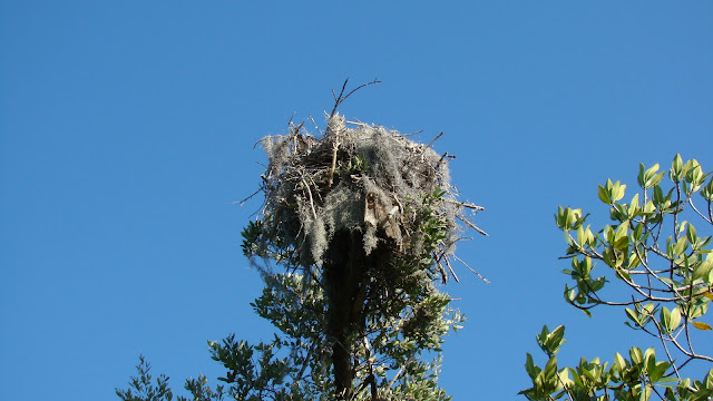 Burly Bird: Florida AVICATION Part II: The Glades...