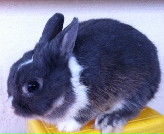 Rabbit Rabbitry