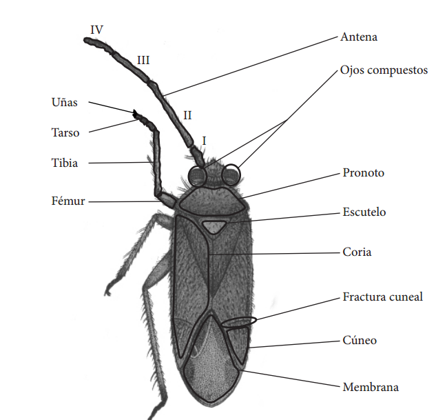 Hemipteros-Heterópteros (Chinche): Morfología y digestión