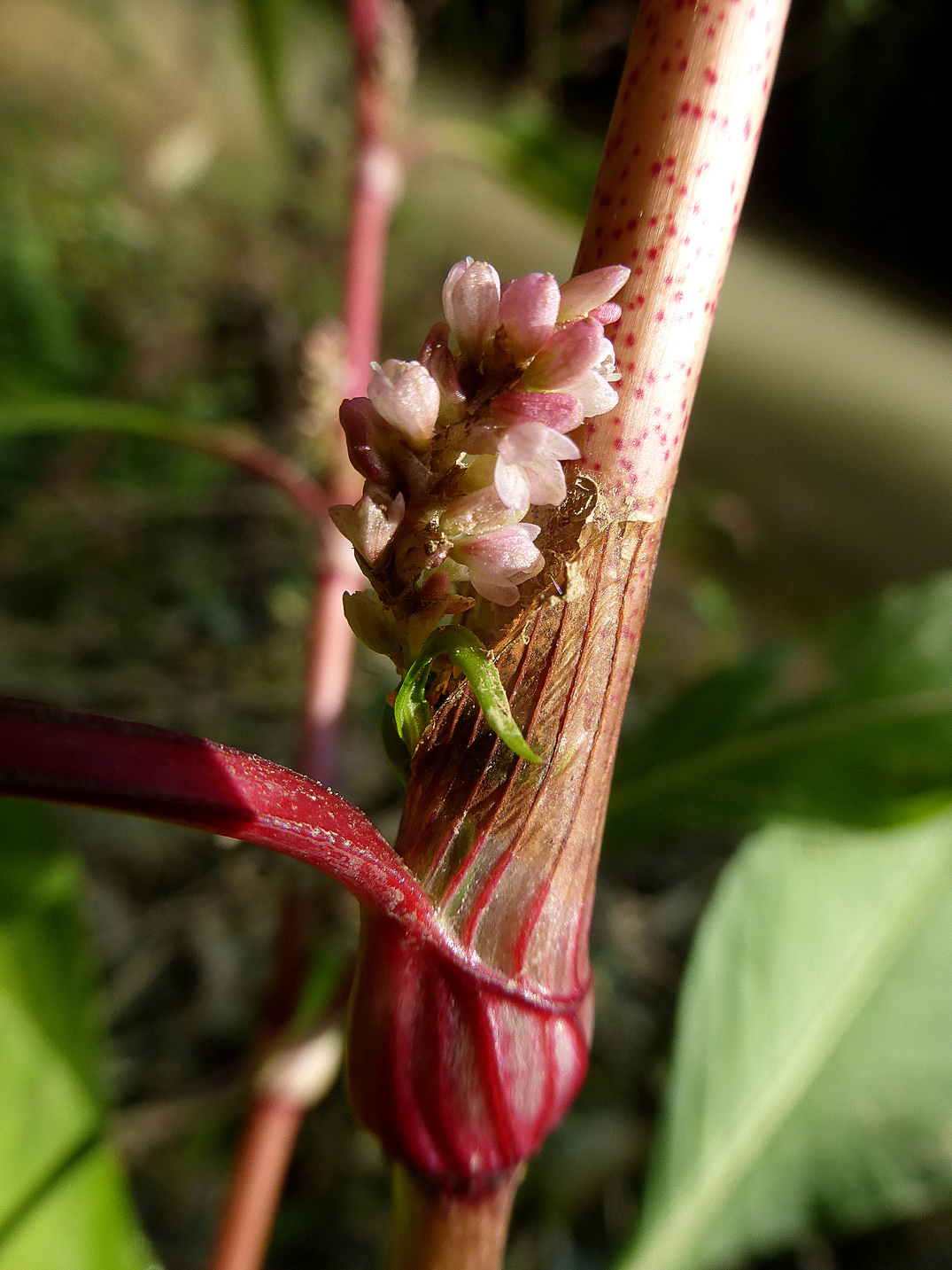 rocayflor: Polygonum persicara, Polygonum lapathifolium. Persicaria