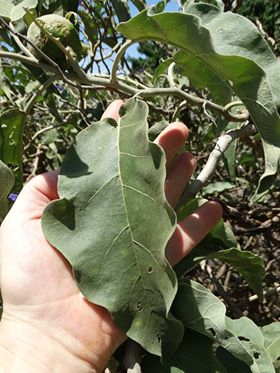 Meu Cantinho Verde: LOBEIRA, FRUTA-DO-LOBO - ( Solanum lycocarpum )