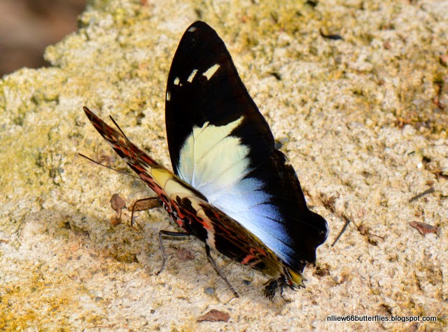 The Forested Path (and Beyond): BUTTERFLIES of RAUB: The Glorious Begum ...