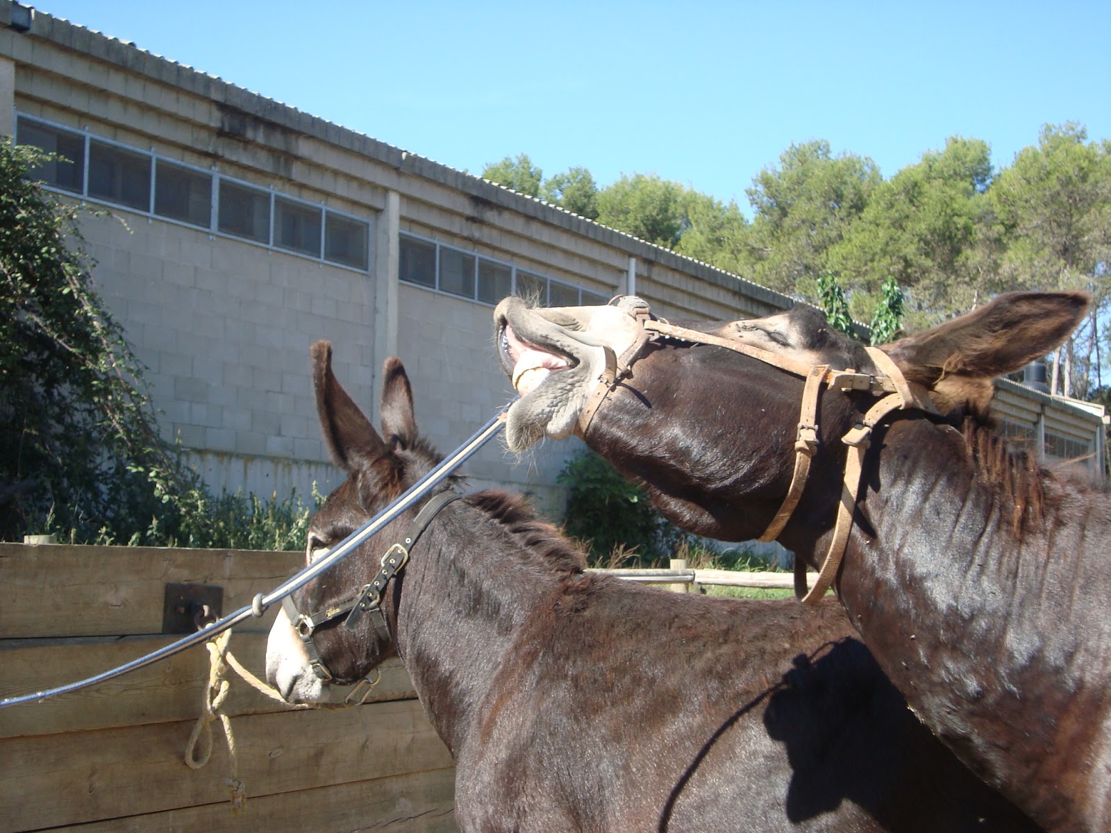 CATALONIAN DONKEYS' REPRODUCTION AT AUTONOMOUS UNIVERSITY OF BARCELONA ...