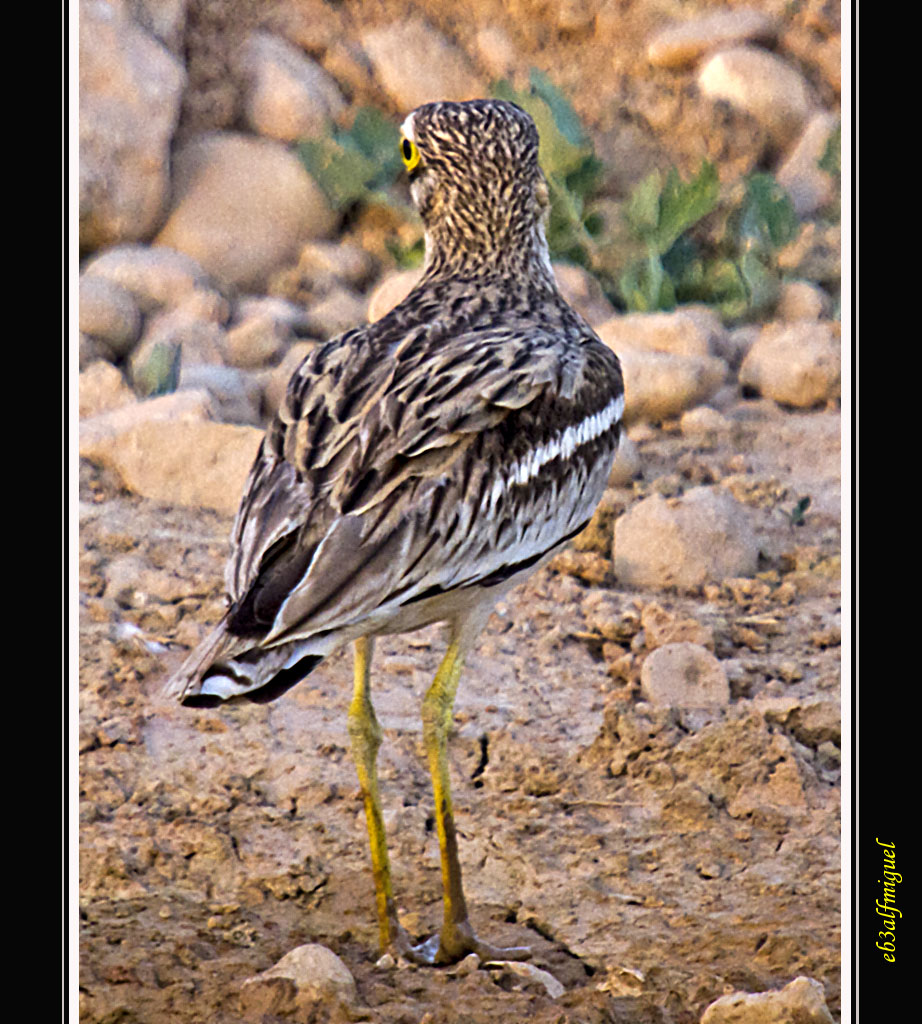 Miguel fotografia: Alcaraván común (Burhinus oedicnemus)