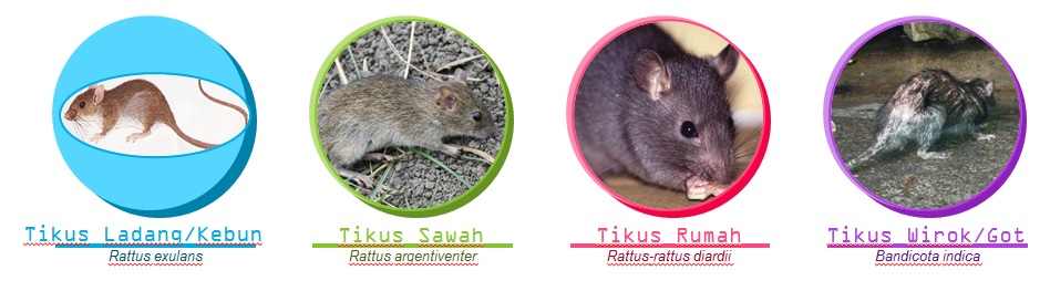 Pengenalan Dan Pengendalian Hama Tikus ~ CANGKULAN.COM