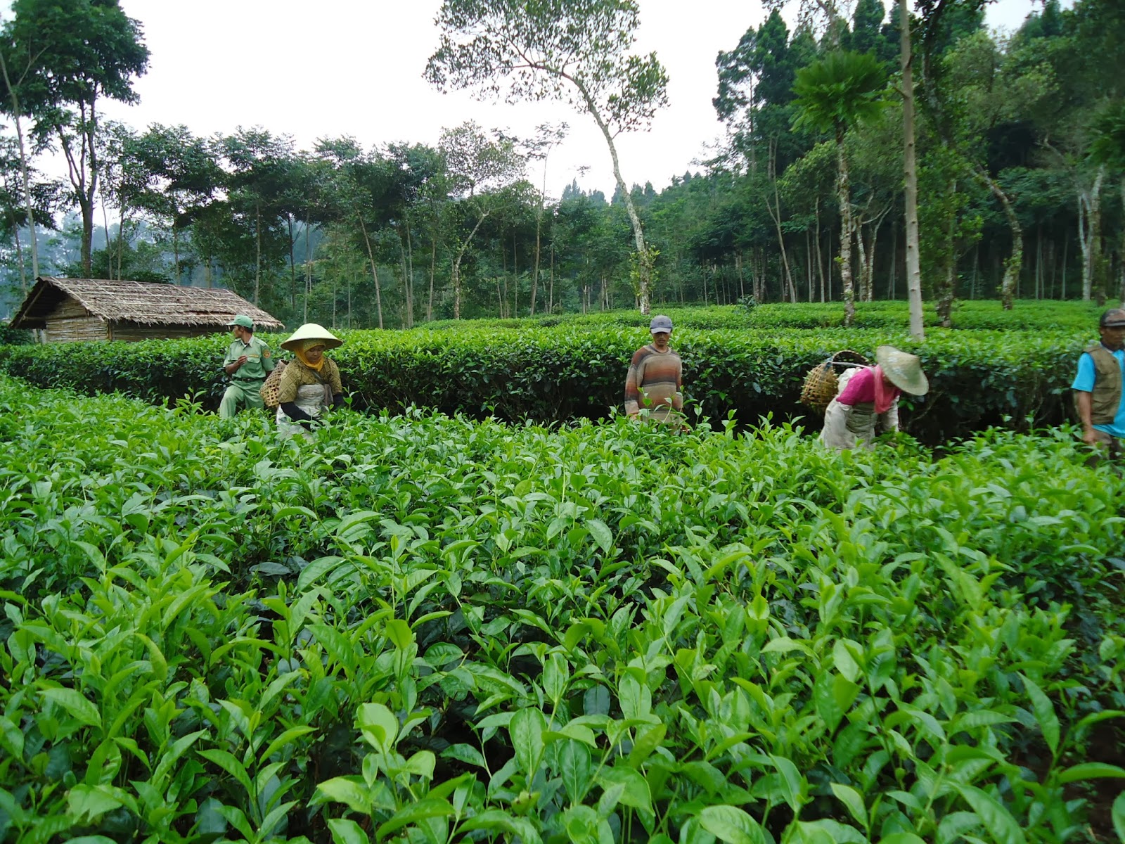 Oemah Teh Kembanglangit: Sejarah Perkebunan Teh di Kembanglangit Pada ...