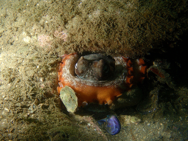 AQUATICHYK: SYDNEY COMMON OCTOPUS / Octopus tetricus