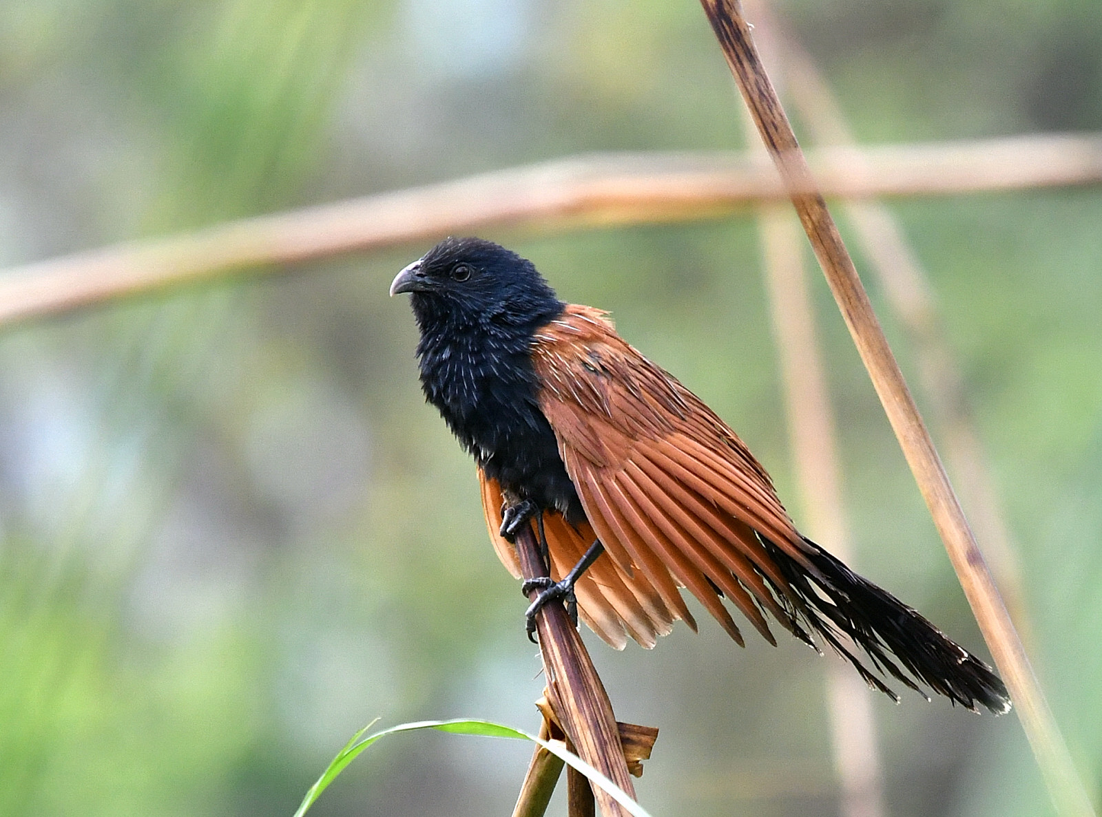 The Life Journey in Photography: Lesser Coucal @ Chitwan National Park, Nepal