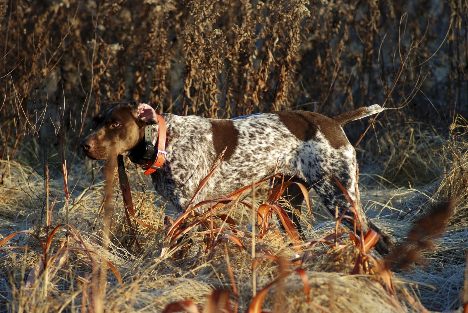 Adventures of a GSP Hunting Dog: Black Friday Pheasant Hunt!