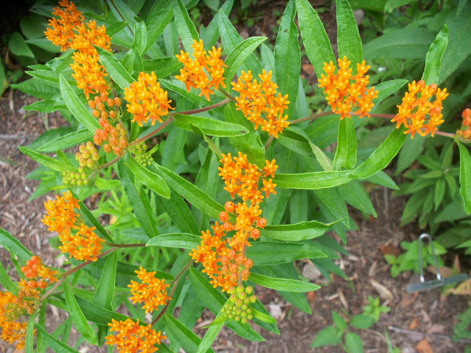 Garden Beauty: Butterfly Weed Asclepias tuberoso and Buddleja Butterfly ...