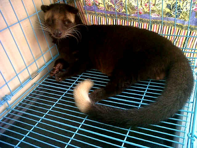 Mengenal Lebih Dekat Musang Rinjani / Musang Lombok